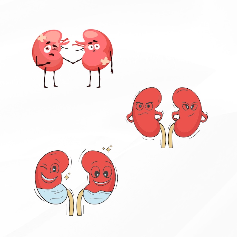 Kidney Svg Bundle, Kidney Clipart for Cricut, Kidney Silhouette, Kidney ...