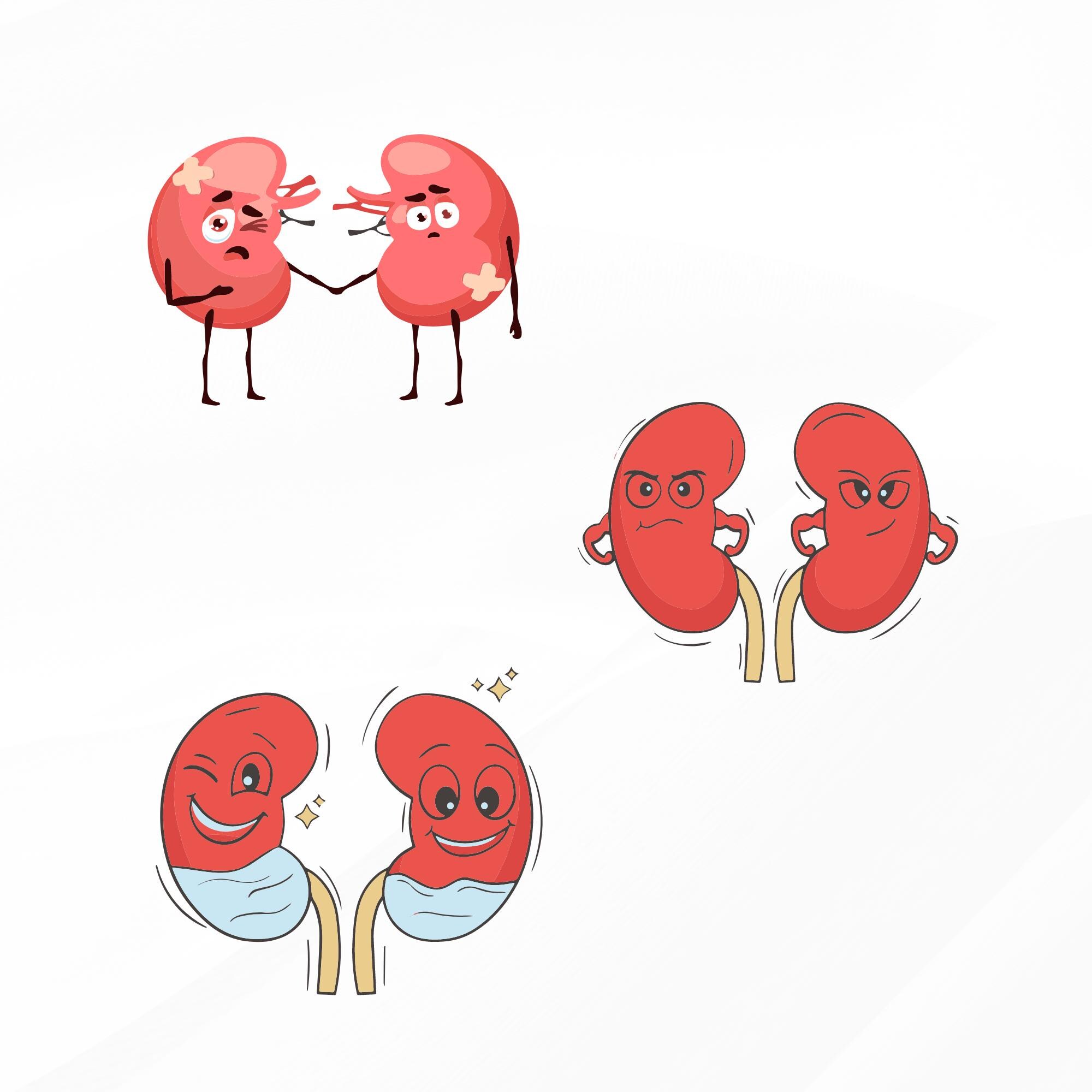 Kidney Svg Bundle, Kidney Clipart for Cricut, Kidney Silhouette, Kidney ...