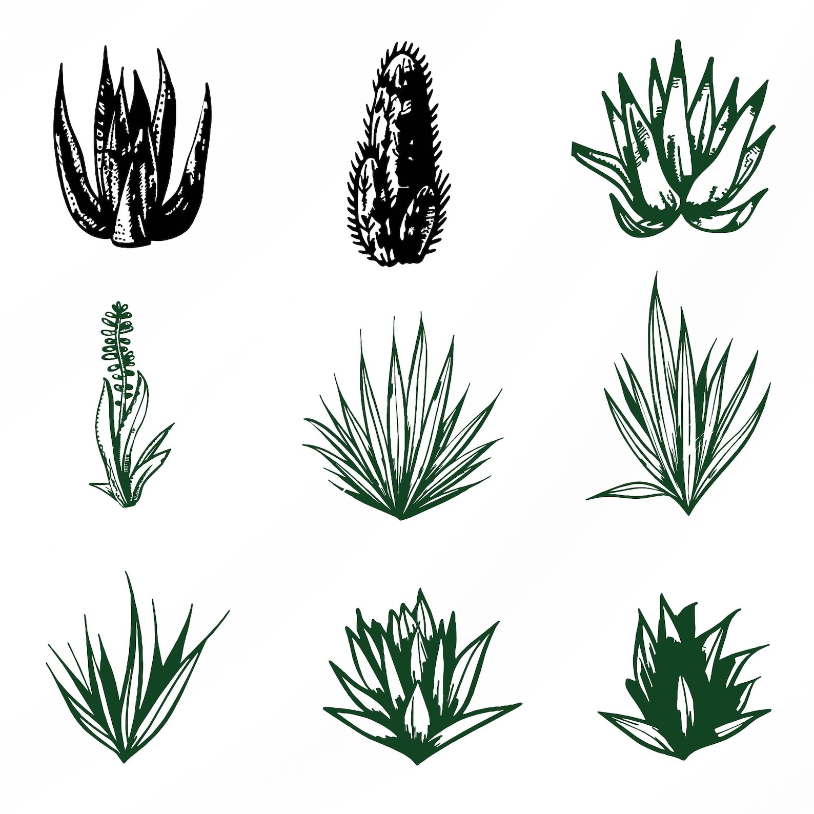 Agave Svg Bundle, Agave Plant Clipart for Cricut, Agave Silhouette ...