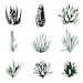 Agave Svg Bundle, Agave Plant Clipart for Cricut, Agave Silhouette ...