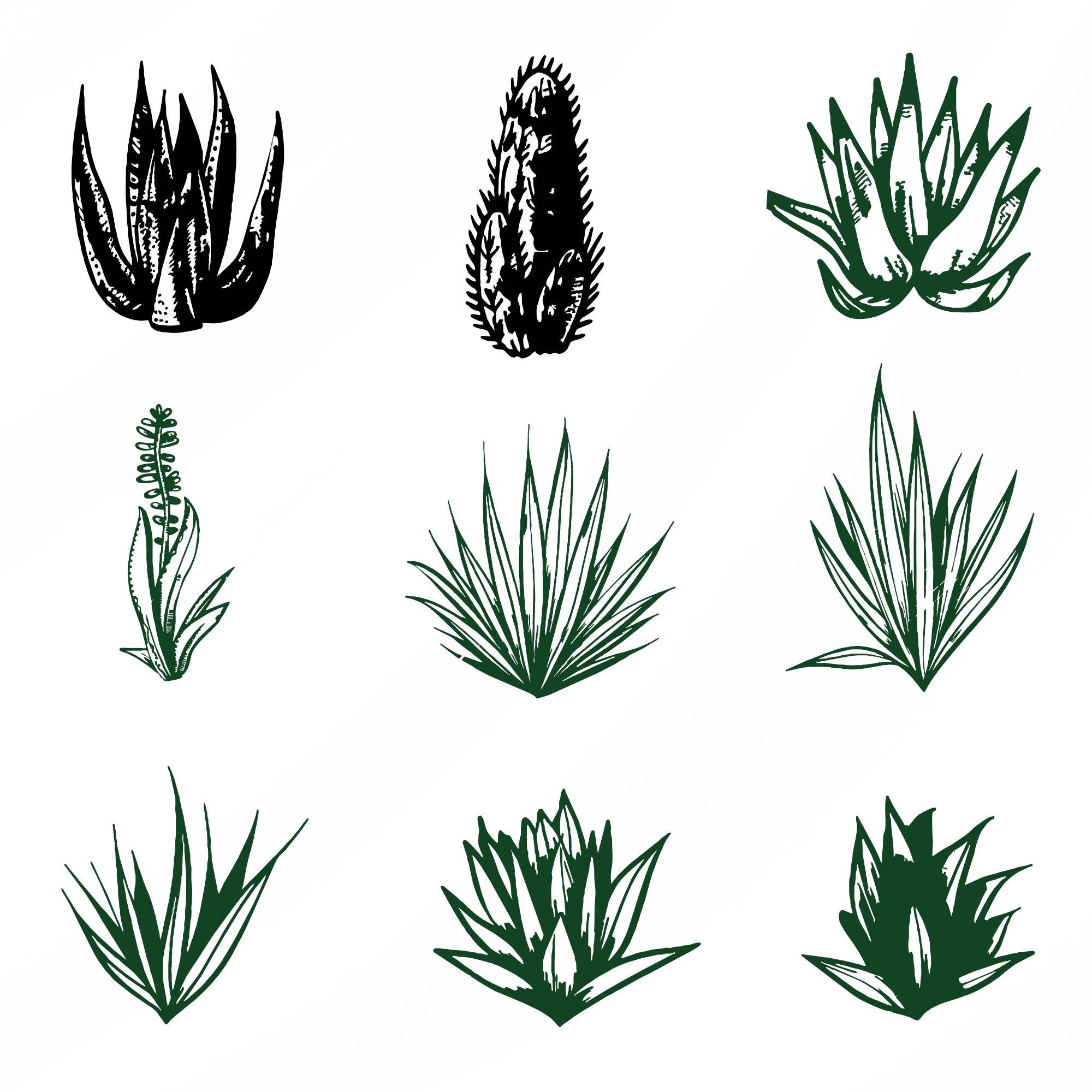 Agave Svg Bundle, Agave Plant Clipart for Cricut, Agave Silhouette ...
