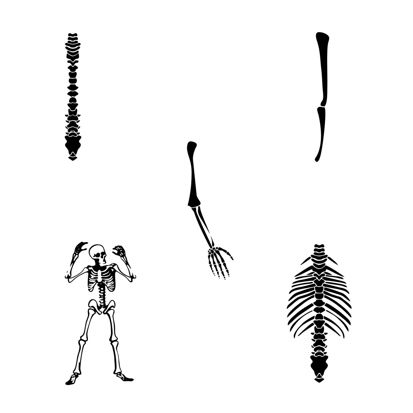 Human Skeleton Bones Svg Bundle, Human Bones Clipart for Cricut, Human ...