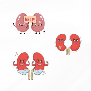 Kidney Svg Bundle, Kidney Clipart for Cricut, Kidney Silhouette, Kidney ...