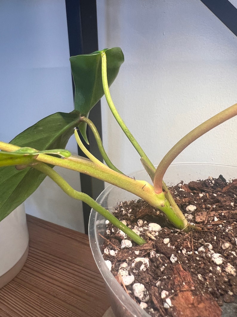 Philodendron 69686 - Etsy