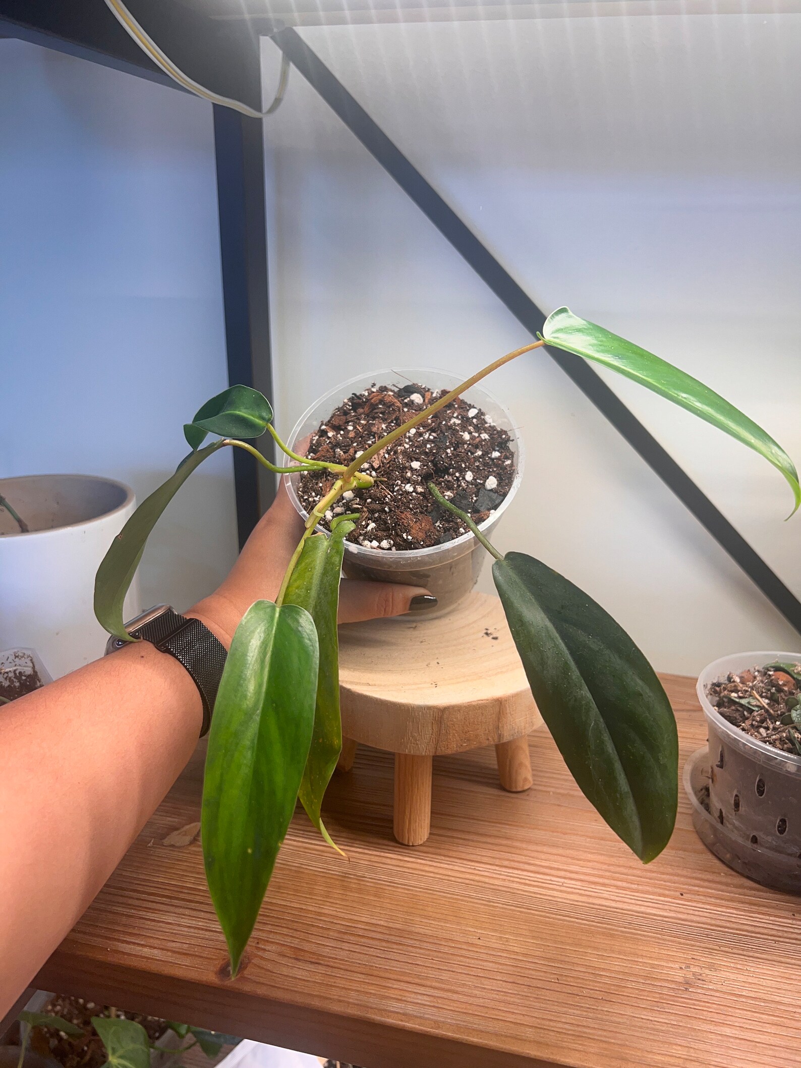 Philodendron 69686 - Etsy