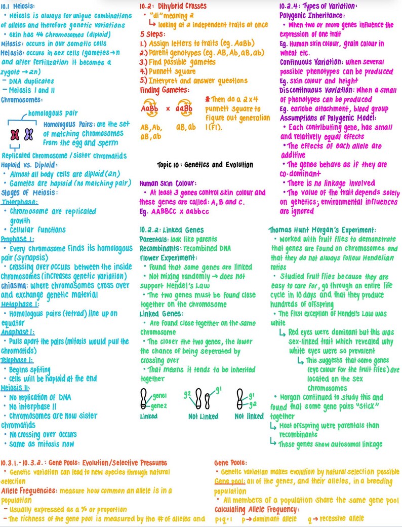 IB Bio: Unit 10 - Genetics and Evolution (3 PAGES) - Etsy