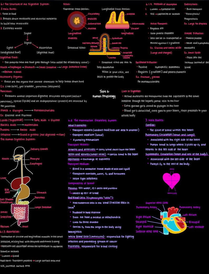 IB Bio: Unit 6 - IB Human Physiology (3 PAGES) - Etsy