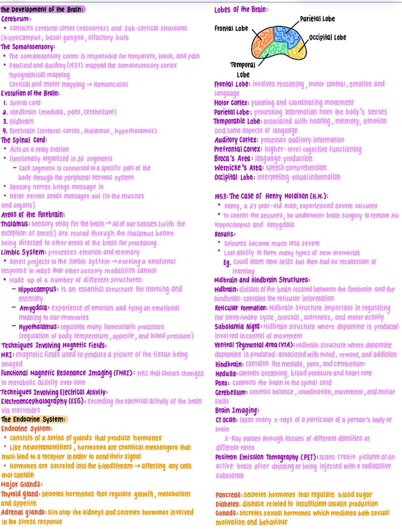 Intro to Psychology (8 PAGES) - Etsy