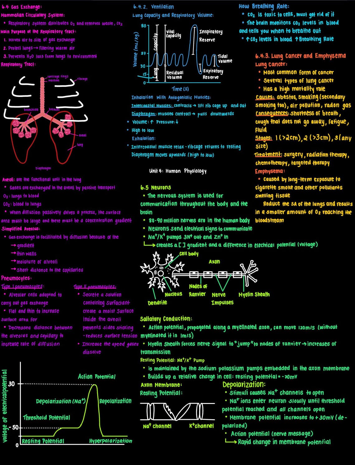 IB Bio: Unit 4 - Human Physiology (2 PAGES) - Etsy