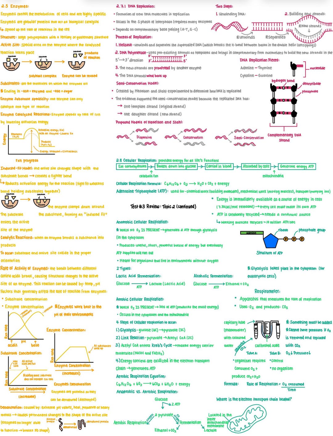 IB Bio: Molecular Biology Study Notes (2 PAGES) - Etsy