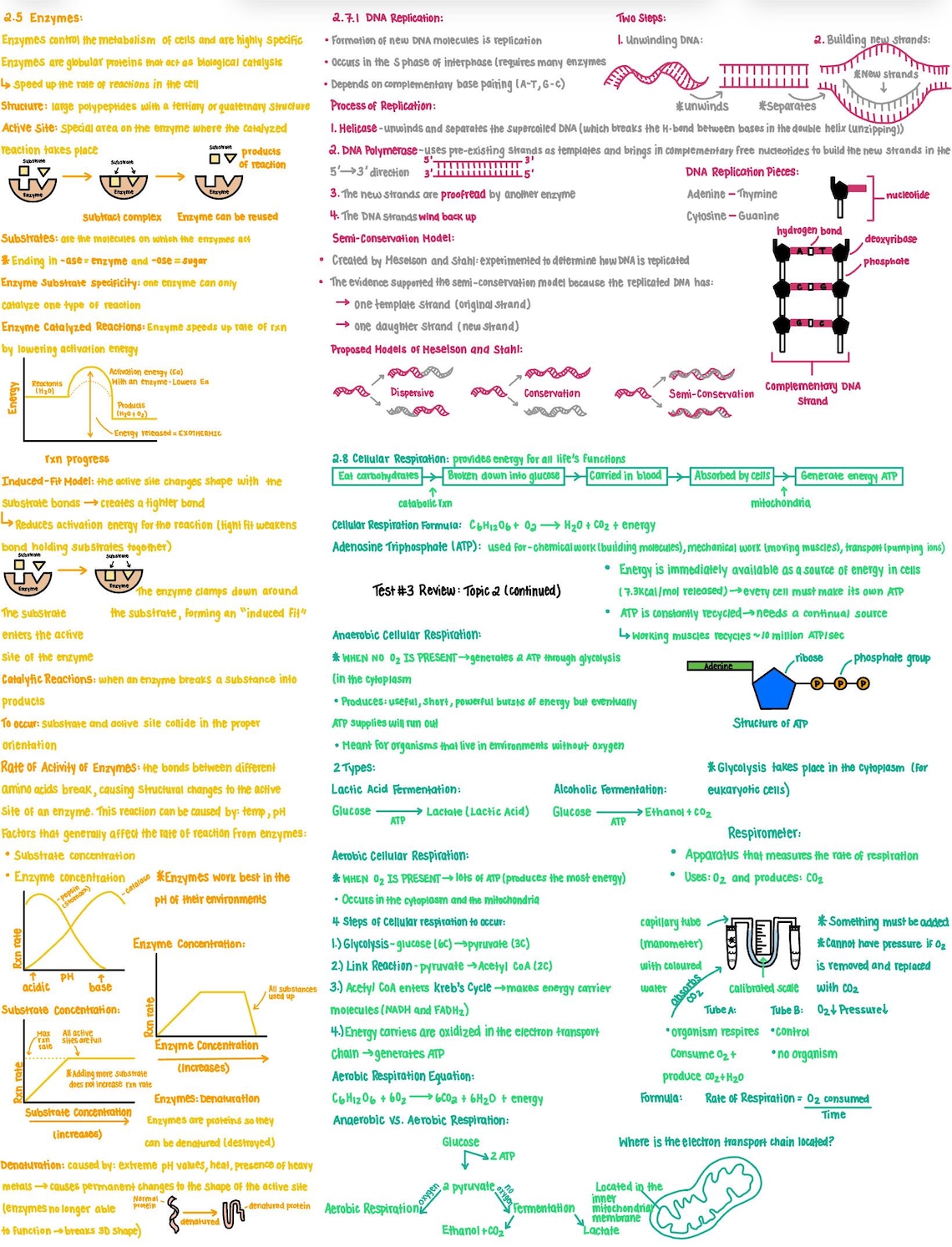 IB Bio: Molecular Biology Study Notes (2 PAGES) - Etsy
