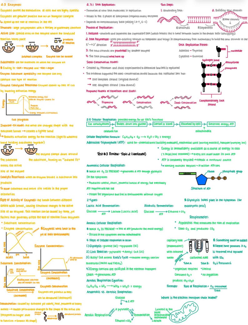 IB Bio: Molecular Biology Study Notes (2 PAGES) - Etsy