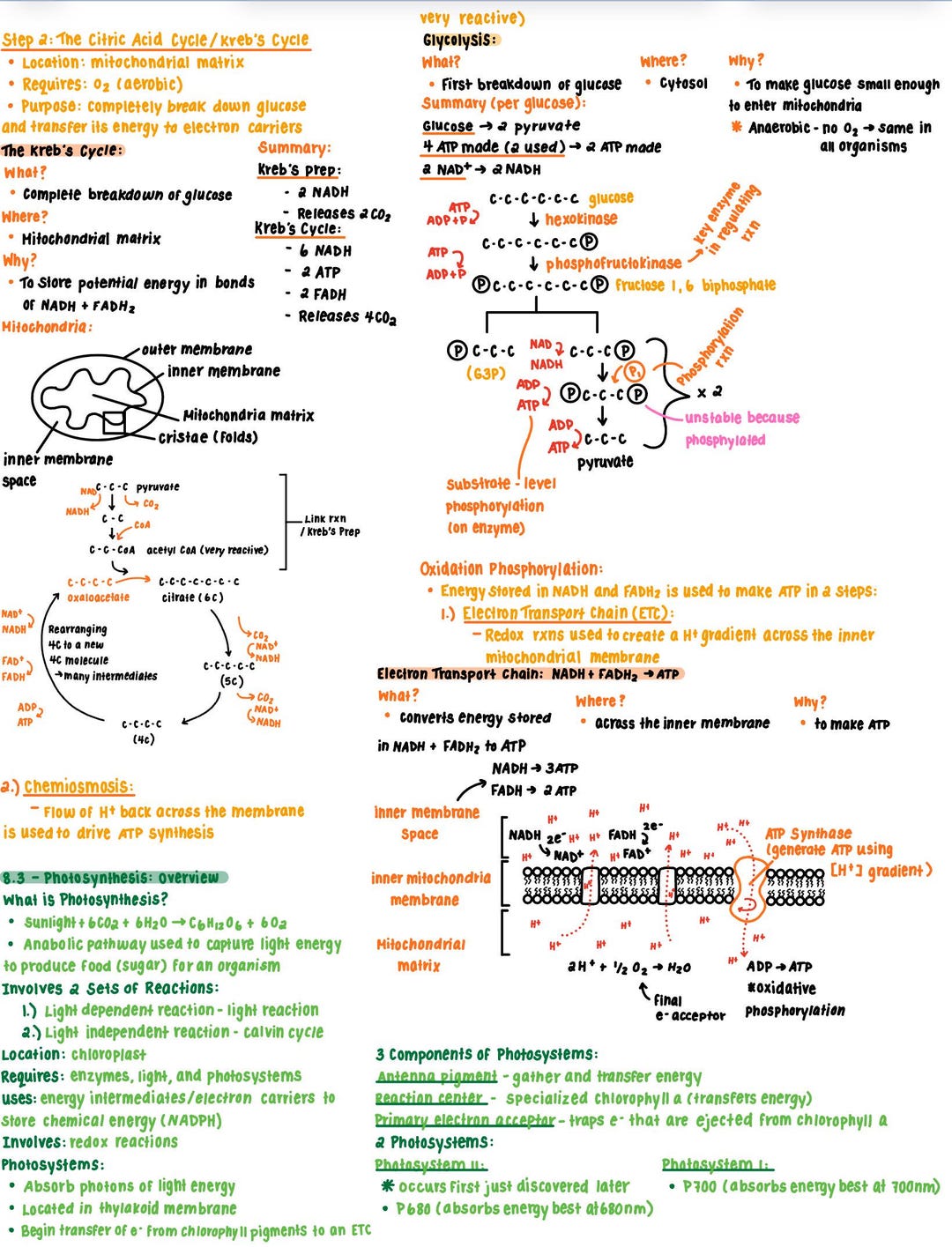IB Bio: Unit 8 - Metabolism, Cellular Respiration, and Photosynthesis ...