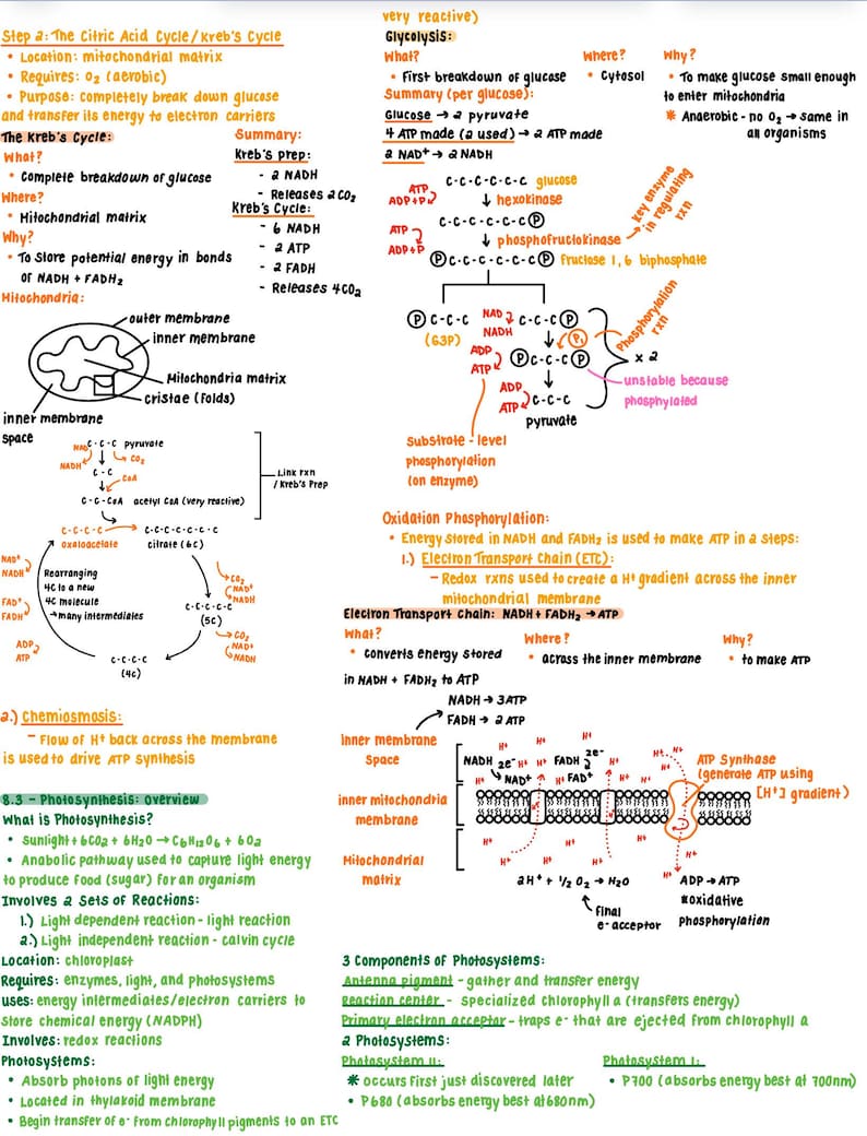 IB Bio: Unit 8 - Metabolism, Cellular Respiration, and Photosynthesis ...