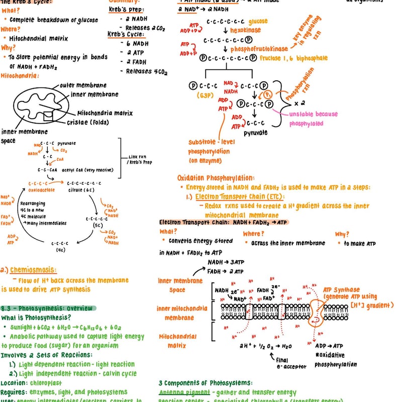 Ap Biology One Pager - Etsy