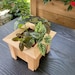 Mini Cedar Planter - Unique - Succulents - Indoor or Outdoor ...