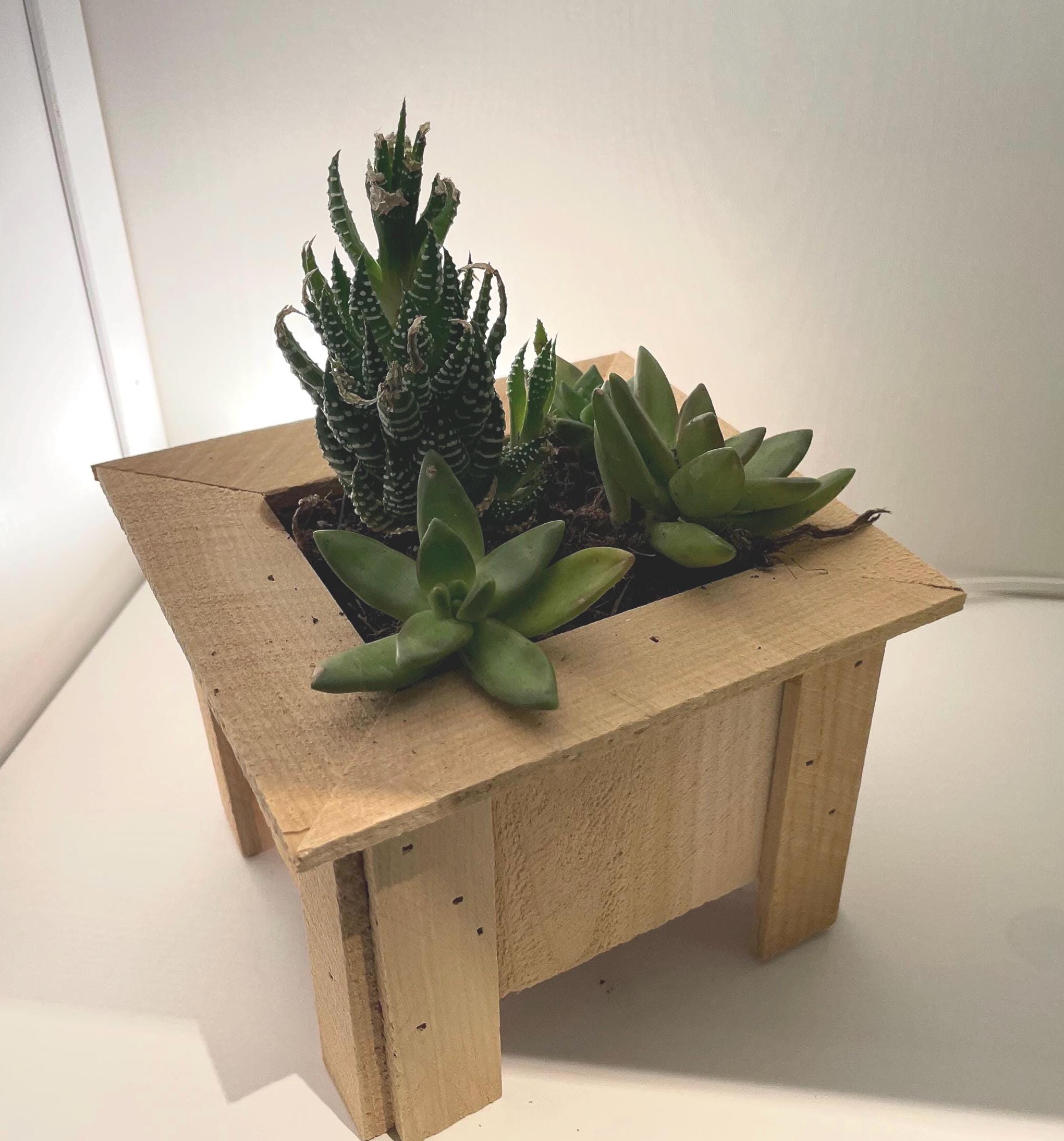 Mini Cedar Planter - Unique - Succulents - Indoor or Outdoor ...