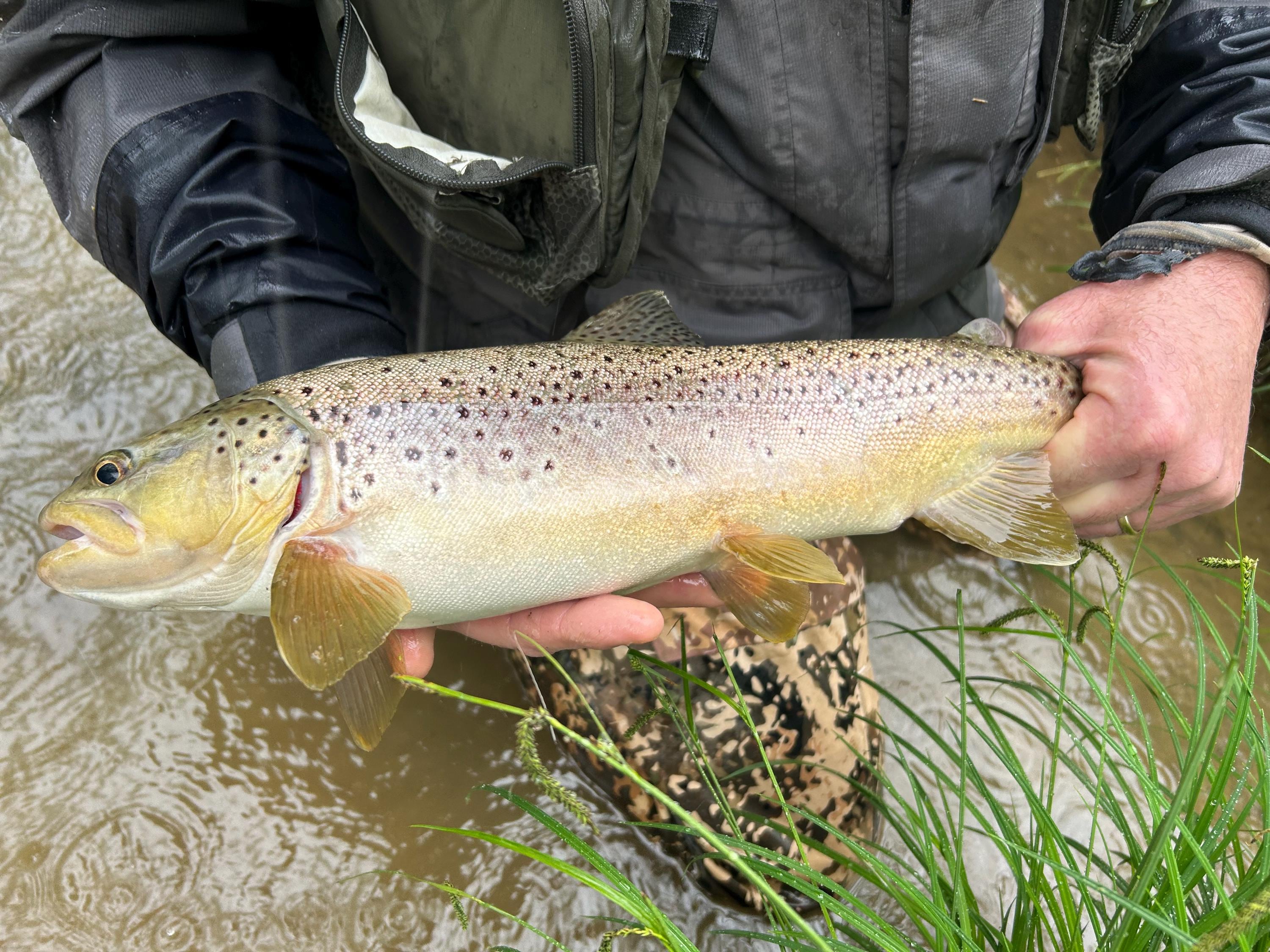 The “original” White Lightning Spinner. Trout, Bass, Panfish Spinning ...