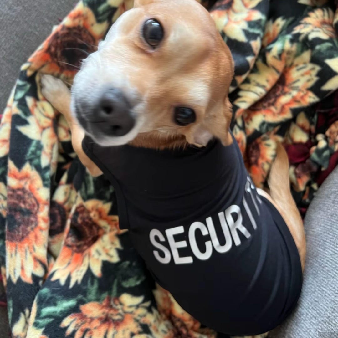 Pet 'security' Outfit, Security Shirt for Dog, Puppy Clothing, Dog ...