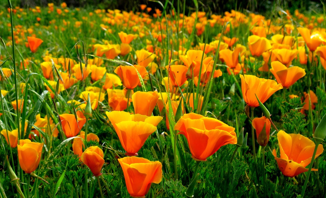 Sea of Flowers - Instant Digital Download, Wall Art, Home Decor, Office ...