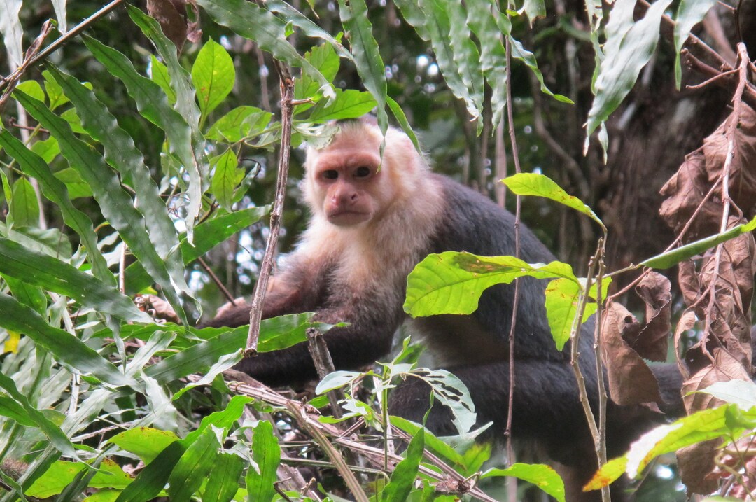 Costa Rican Monkey - Instant Digital Download, Wall Art, Home Decor ...