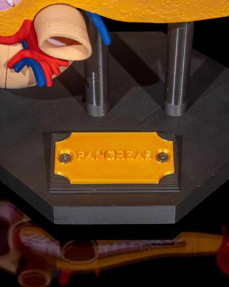 Pancreas Model - Educational Tool - Etsy