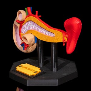 Pancreas Model - Educational Tool - Etsy