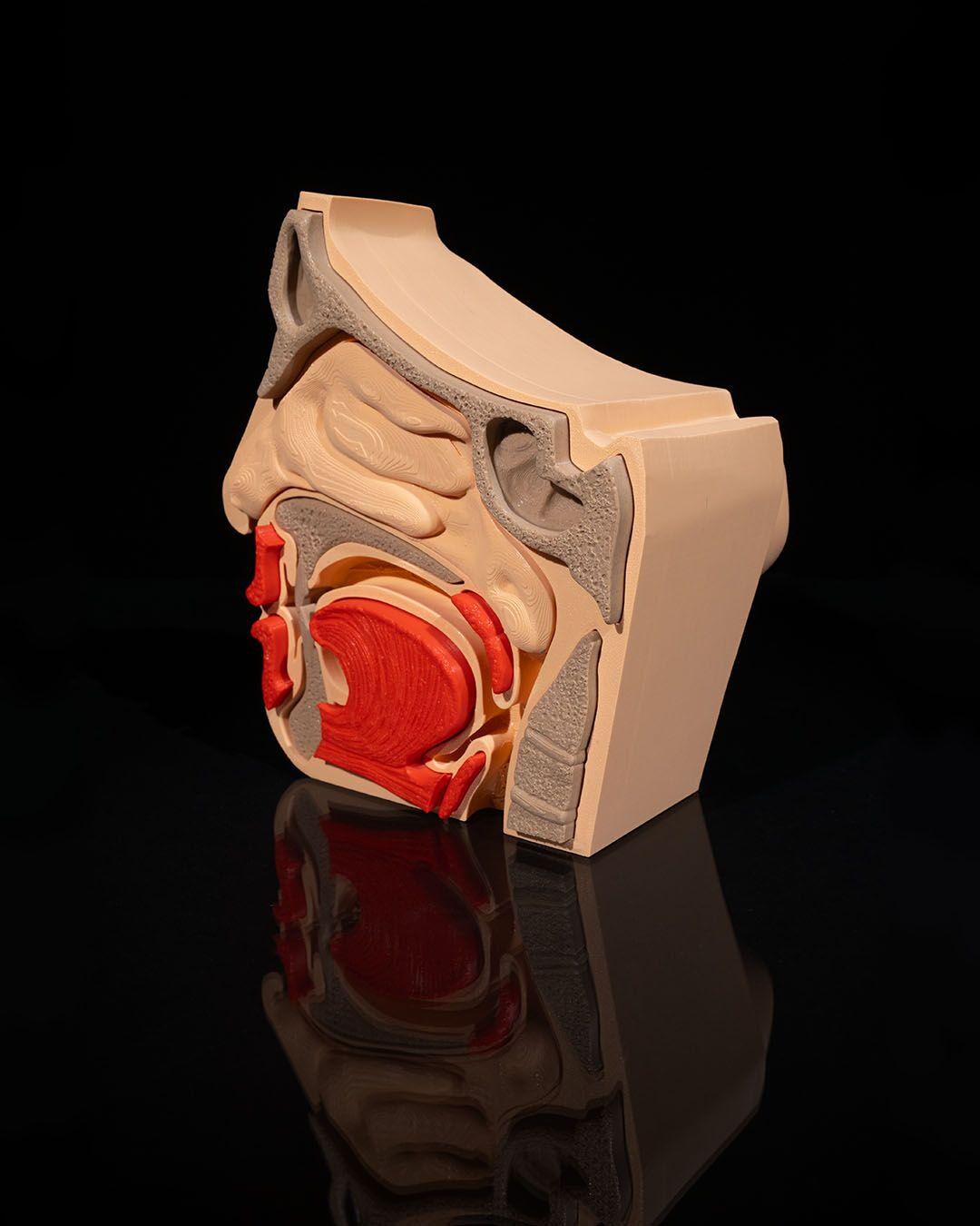 Nose & Sinus Educational Model - Etsy