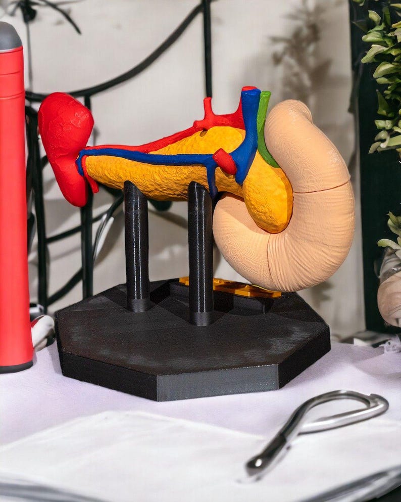 Pancreas Model - Educational Tool - Etsy