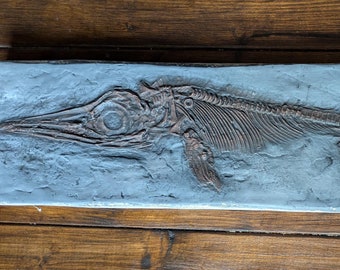 ichthyosaur skeleton replica