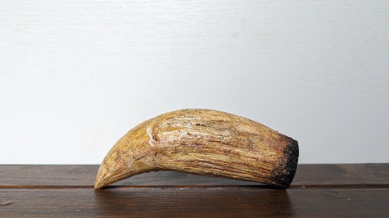 Dinosaur Tooth Replica | Allosaurus | Giganotosaurus | Pliosaur ...