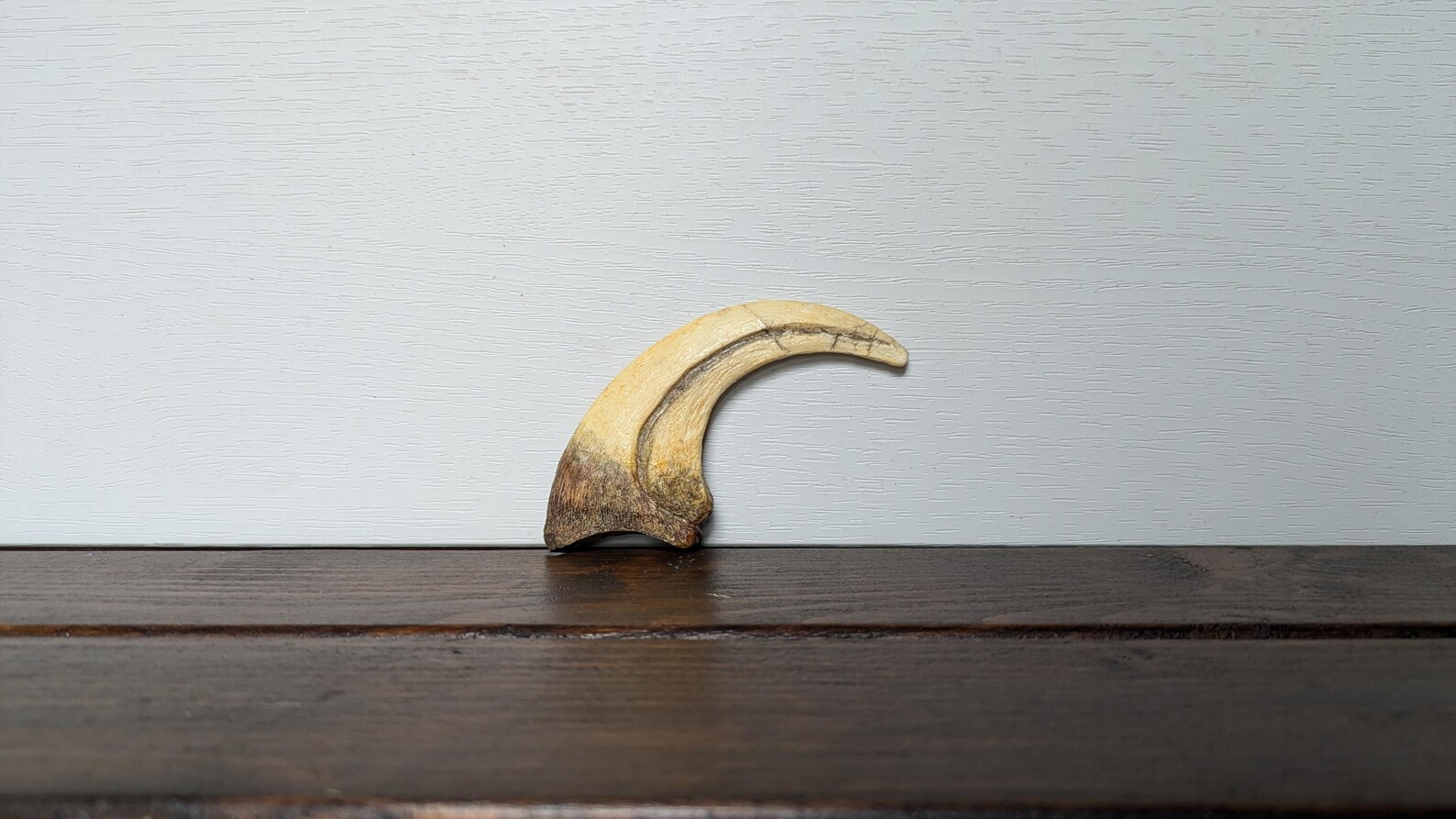 Dinosaur Claw Replicas | Raptor | Spinosaurus | Tyrannosaurus ...
