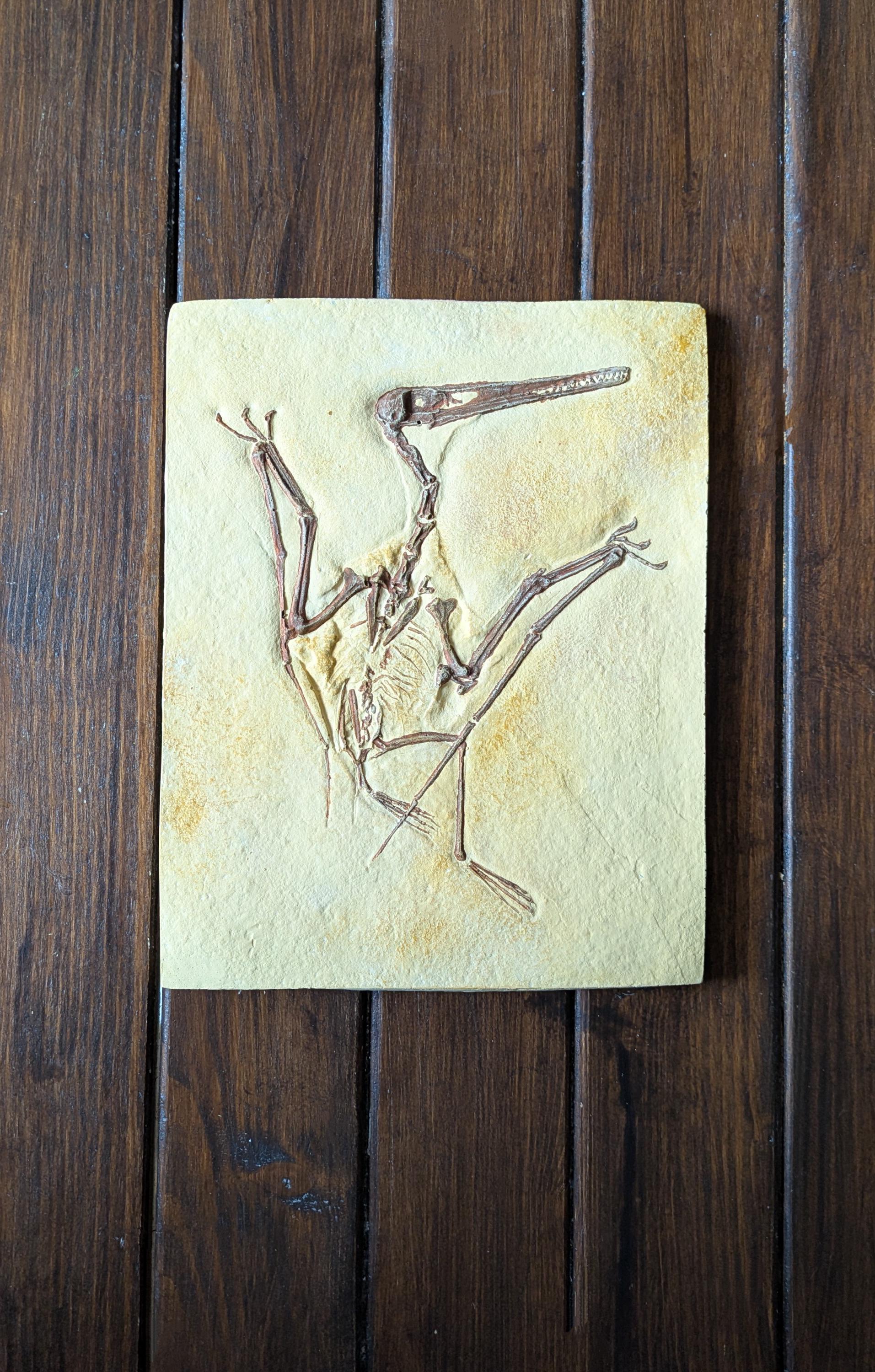 Pterosaur Skeleton Replicas | Scaphognathus | Sordes | Pterodactyl - Etsy