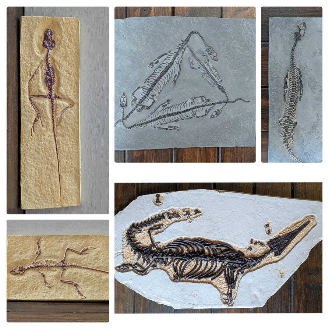 Reptile Skeleton Replicas | Homeosaurus | Nothosaurus | Mesosaurus ...