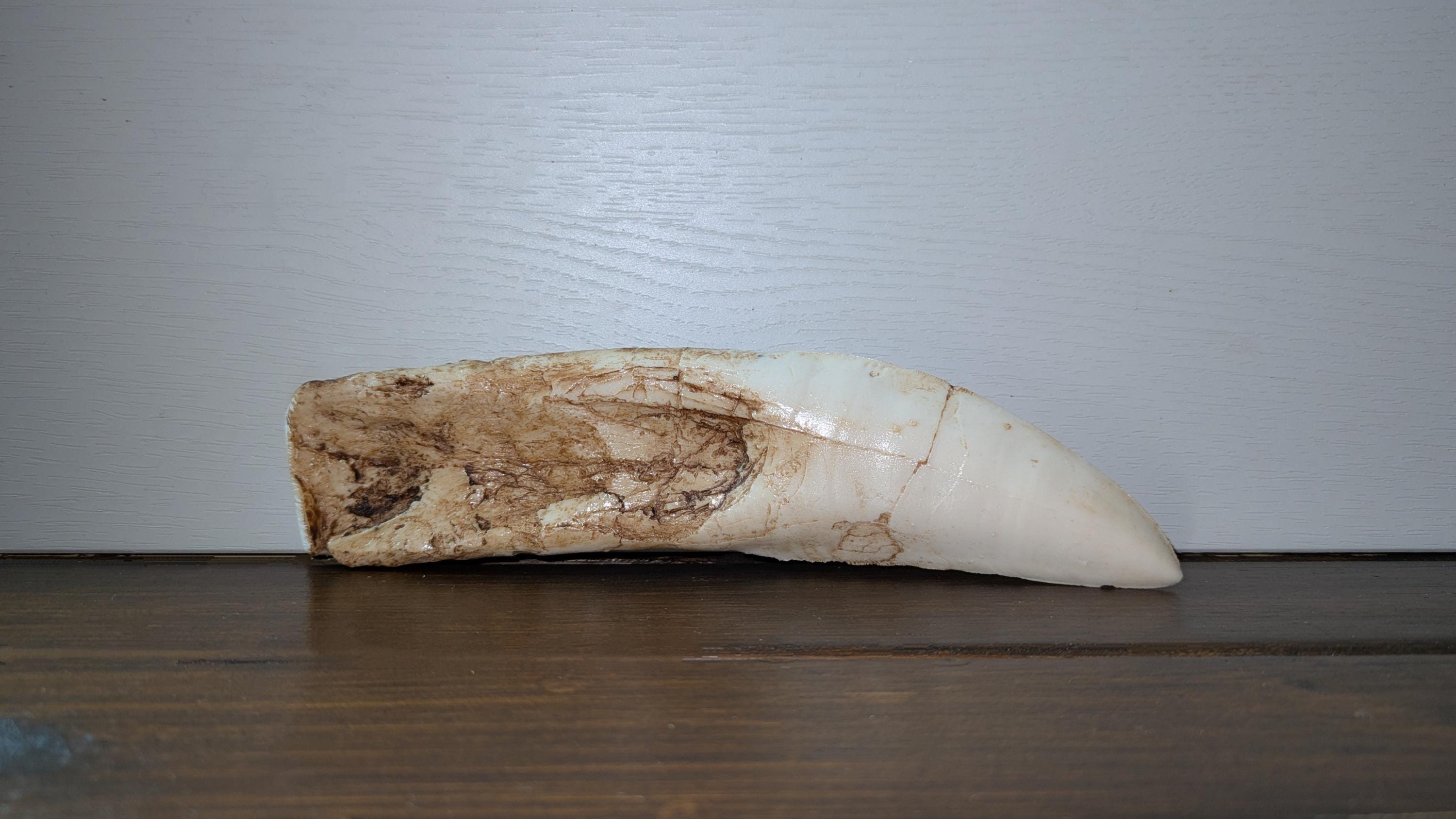 Dinosaur Tooth Replica | Allosaurus | Giganotosaurus | Pliosaur ...