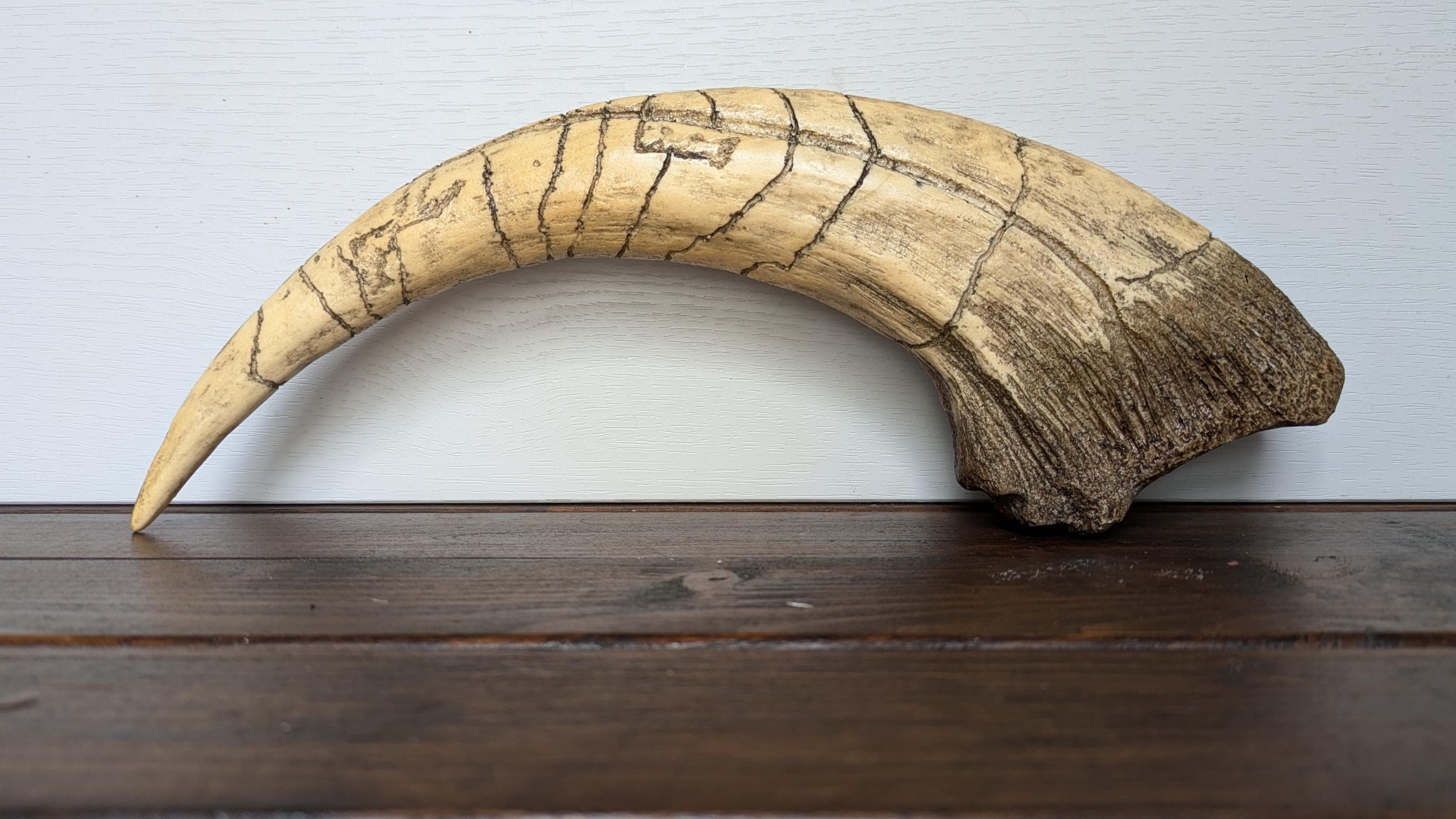 Dinosaur Claw Replicas | Raptor | Spinosaurus | Tyrannosaurus ...