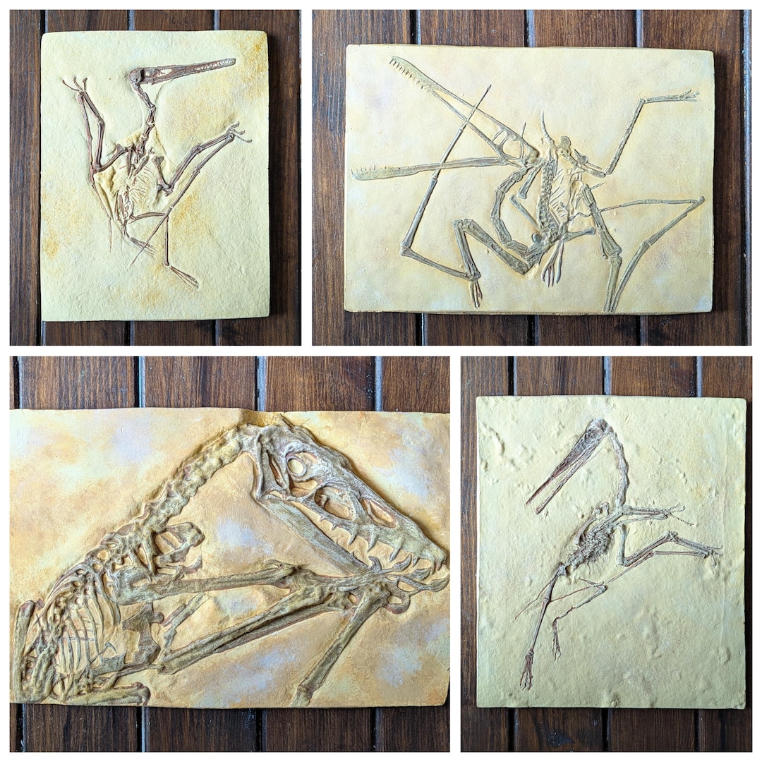Pterosaur Skeleton Replicas | Scaphognathus | Sordes | Pterodactyl - Etsy