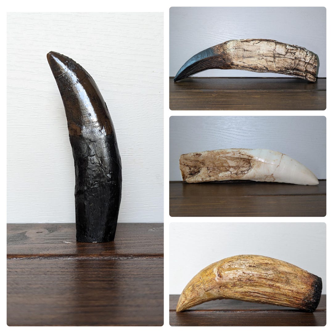 Dinosaur Tooth Replica | Allosaurus | Giganotosaurus | Pliosaur ...