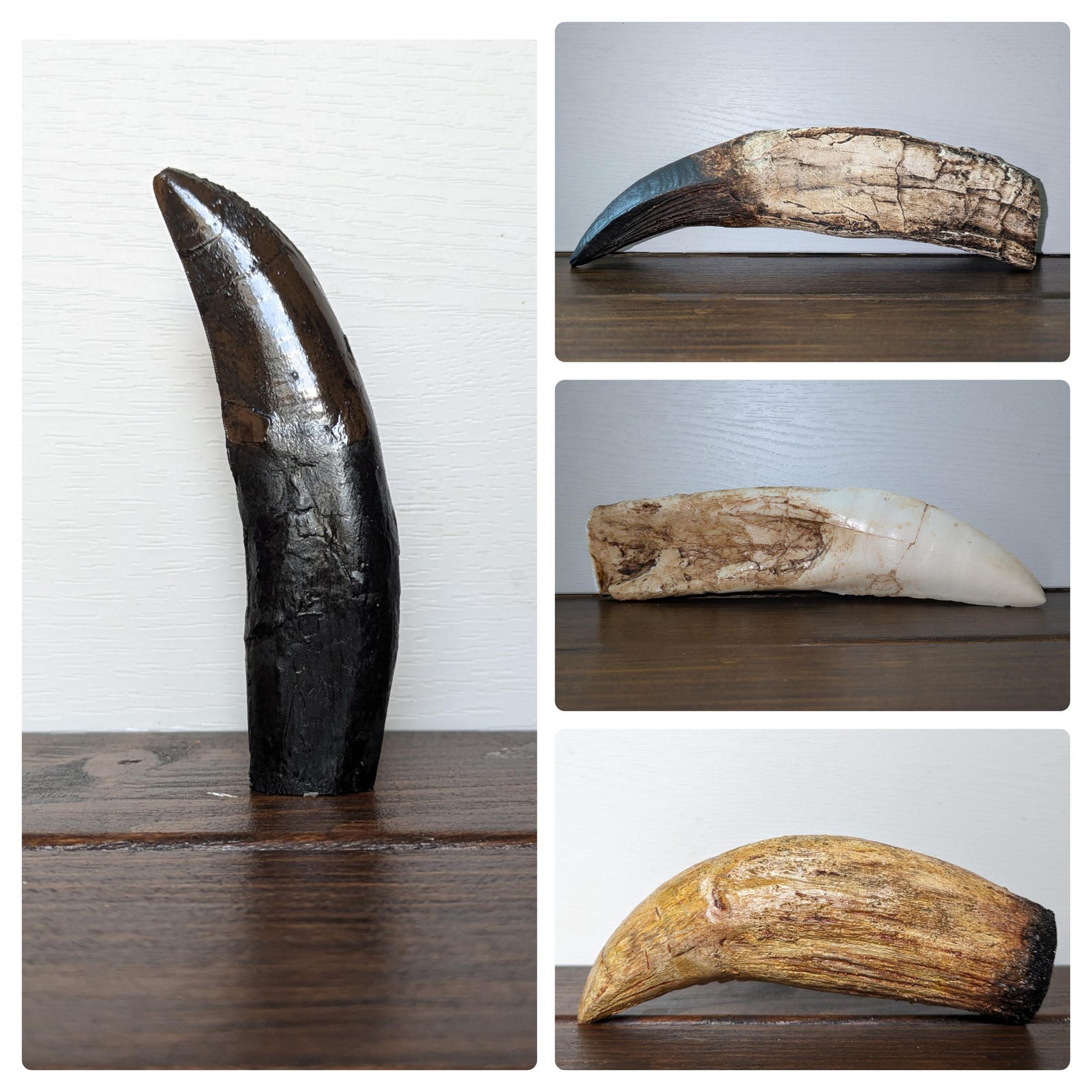 Dinosaur Tooth Replica | Allosaurus | Giganotosaurus | Pliosaur ...