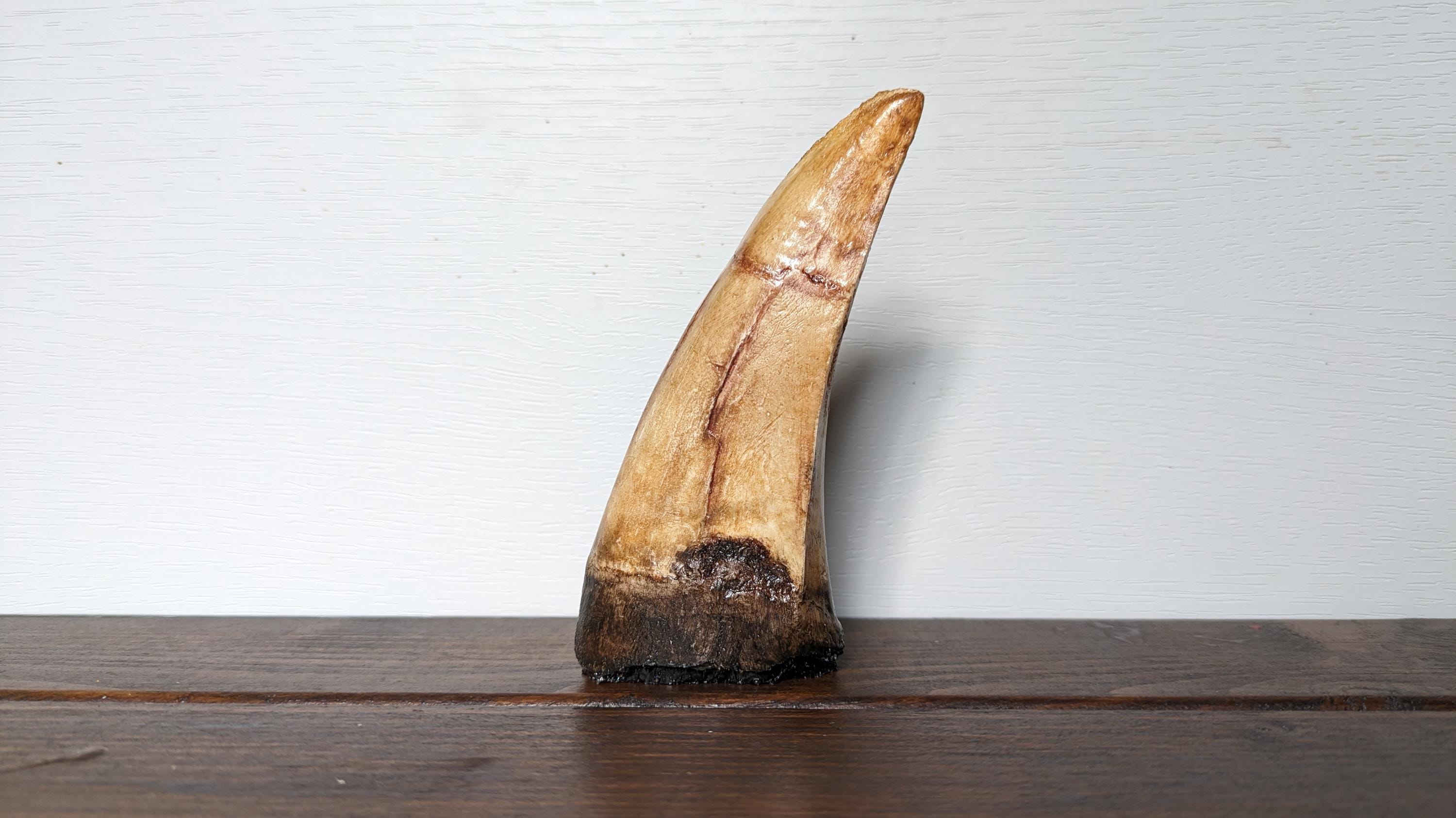 Tyrannosaurus Rex Teeth Replicas - Etsy