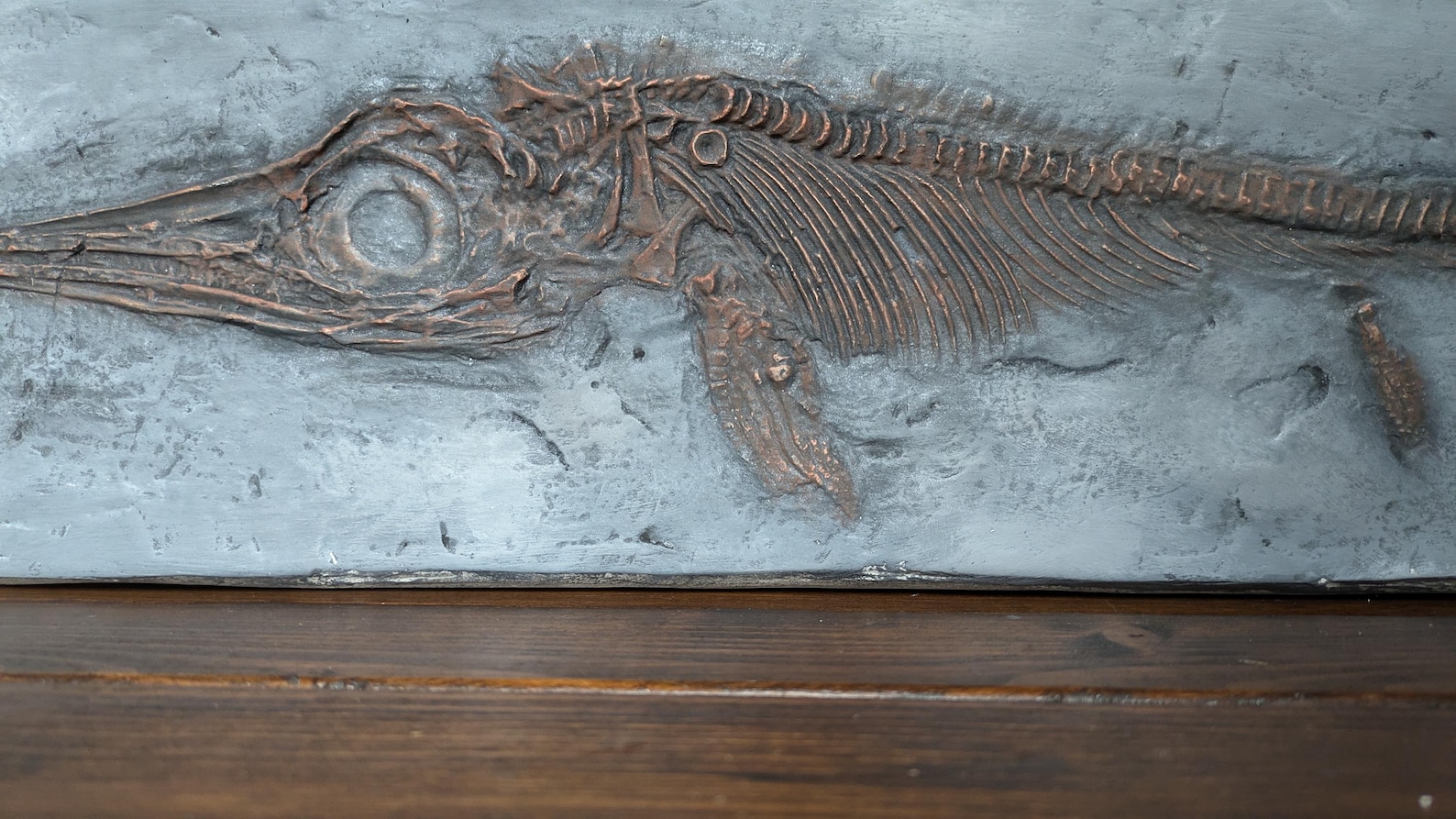 Ichthyosaur Skeleton Replicas - Etsy