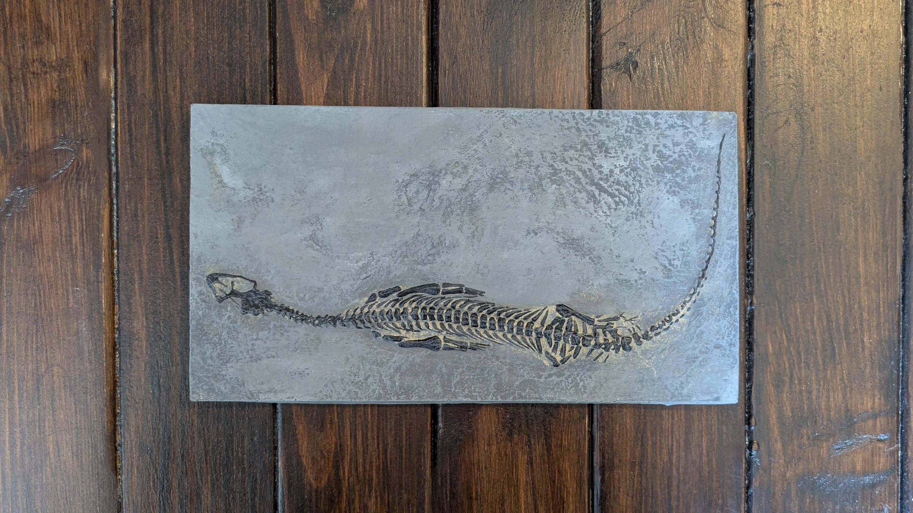 Reptile Skeleton Replicas | Homeosaurus | Nothosaurus | Mesosaurus ...
