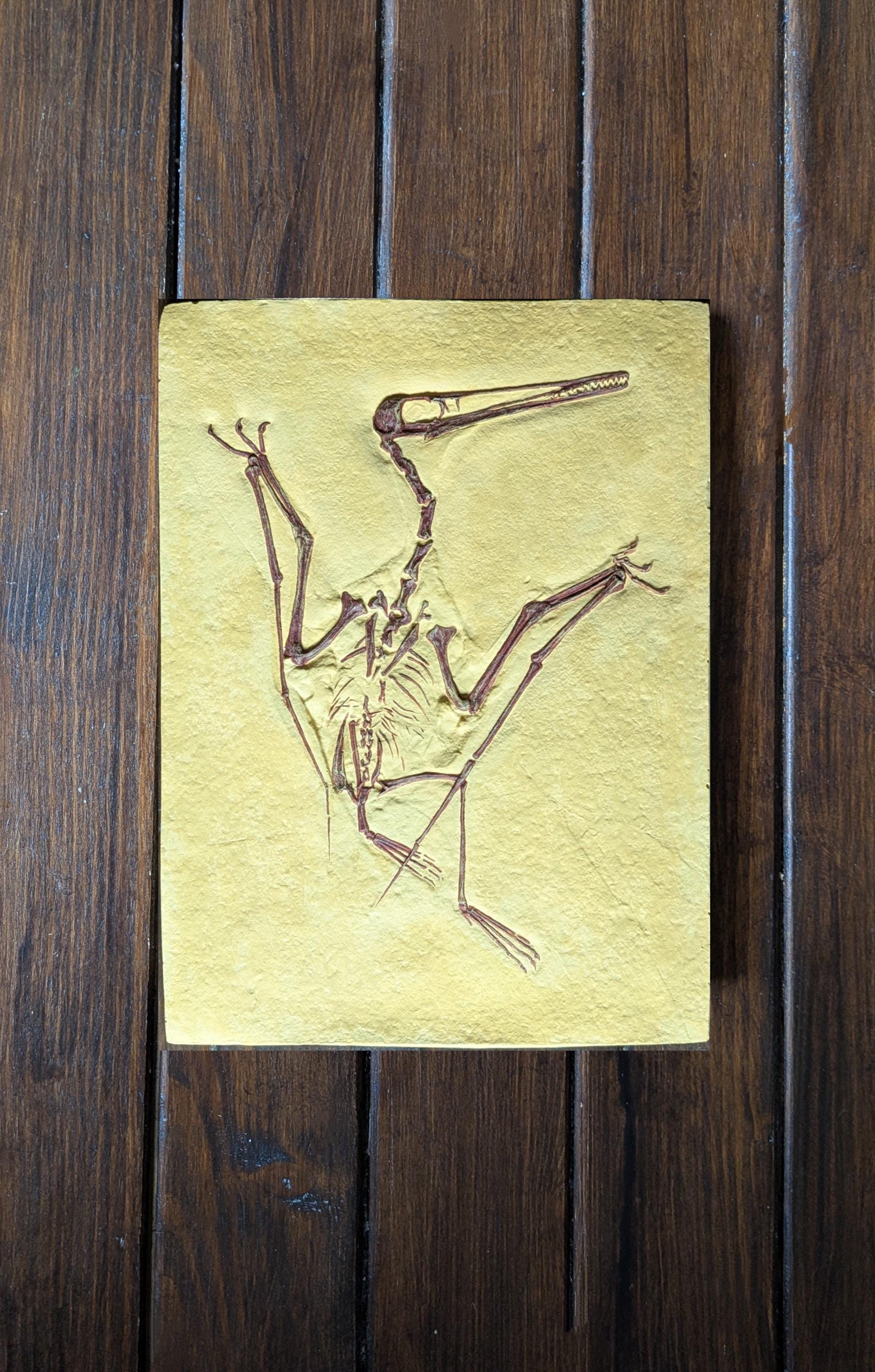 Pterosaur Skeleton Replicas | Scaphognathus | Sordes | Pterodactyl - Etsy