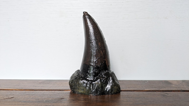 Tyrannosaurus Rex Teeth Replicas - Etsy