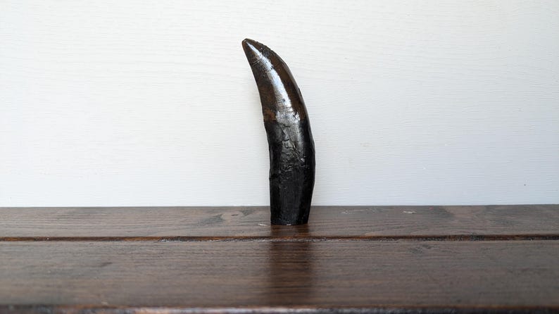 Dinosaur Tooth Replica | Allosaurus | Giganotosaurus | Pliosaur ...