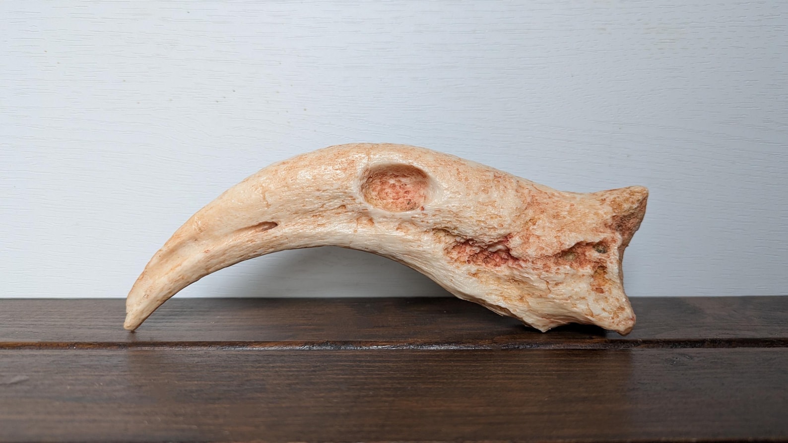 Dinosaur Claw Replicas | Raptor | Spinosaurus | Tyrannosaurus ...