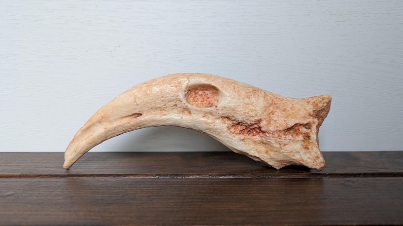 Dinosaur Claw Replicas | Raptor | Spinosaurus | Tyrannosaurus ...
