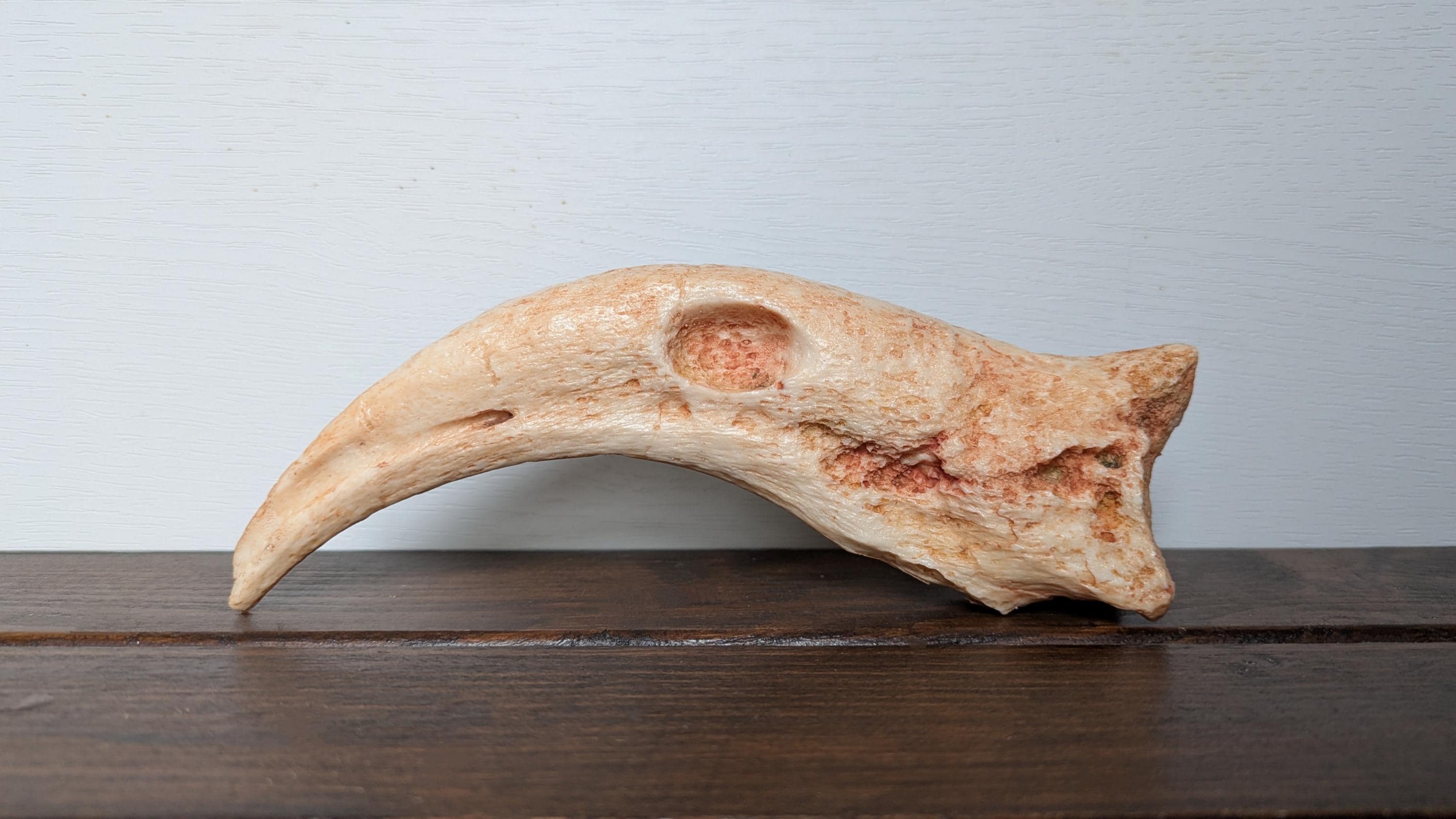 Dinosaur Claw Replicas | Raptor | Spinosaurus | Tyrannosaurus ...