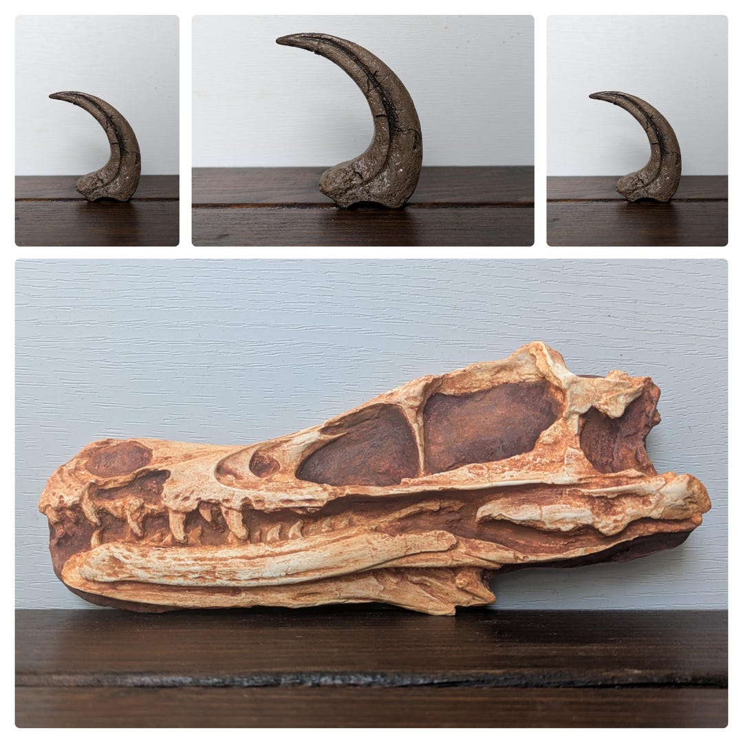 Velociraptor Mongoliensis Skull & Claw Replicas - Etsy