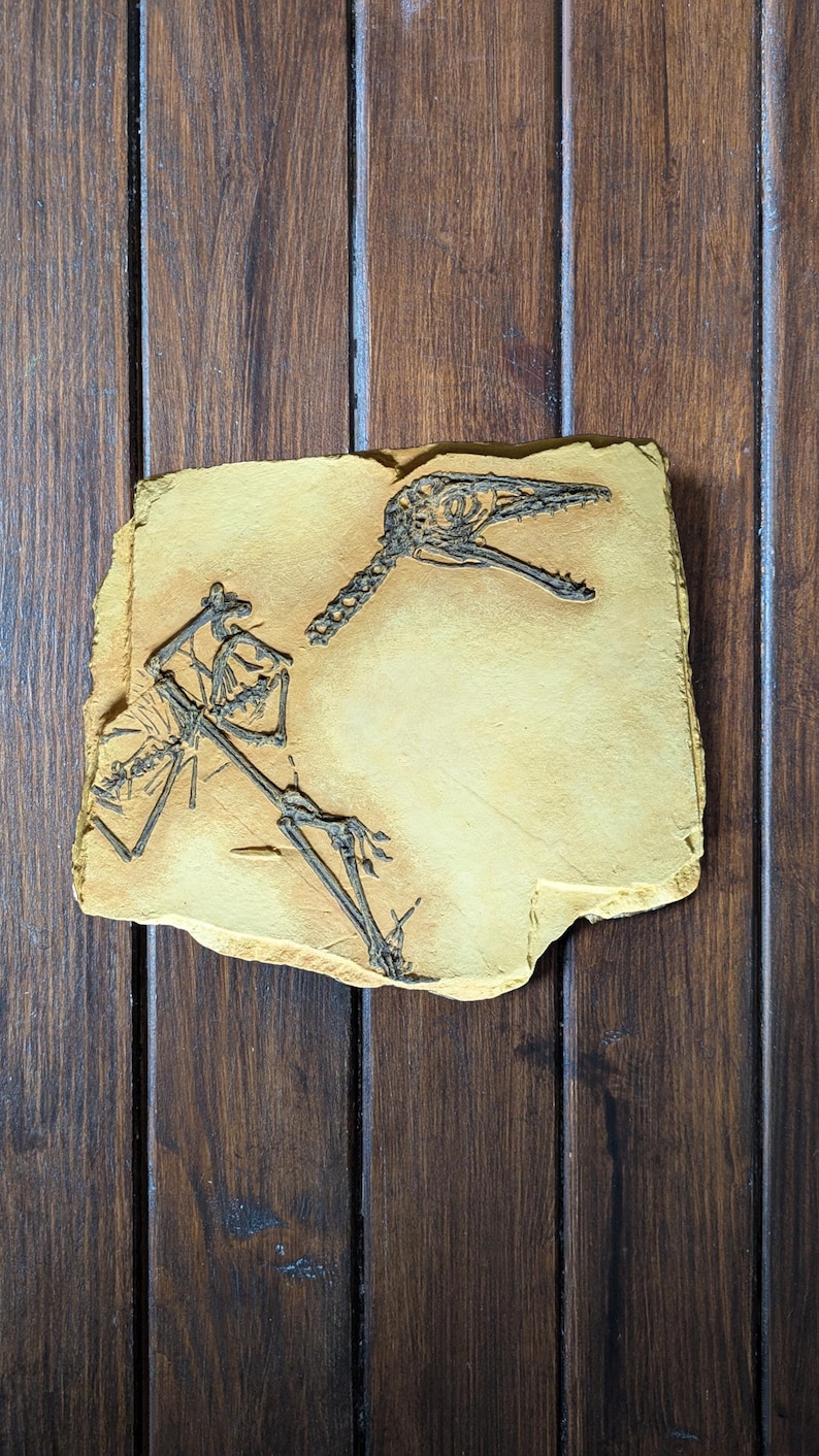 Pterosaur Skeleton Replicas | Scaphognathus | Sordes | Pterodactyl - Etsy